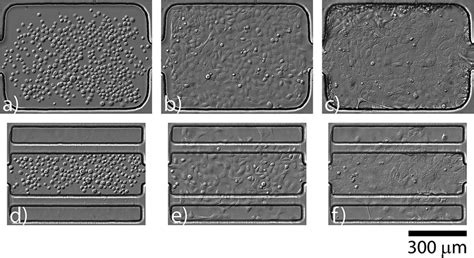 Hek Are Grown On Microscale Patterned Collagen On Glass A Cells Are
