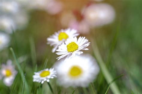 봄 초원에 아름 다운 흰색 데이지 여름에 매크로 씨앗 그녀의 감자 튀김을 가진 자연 스톡 배경 사진 0명에 대한 스톡 사진 및 기타 이미지 Istock