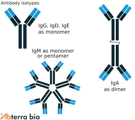 Antibody Reference Guide Cheat Sheet Abterra Biosciences