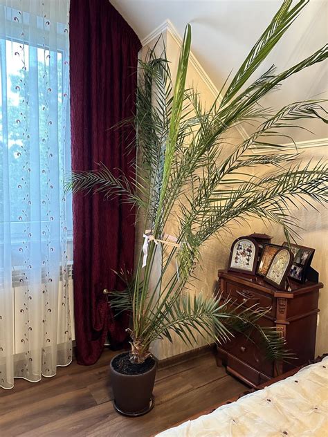 Продам великі вазони 2 000 грн Кімнатні рослини Рівне на Olx