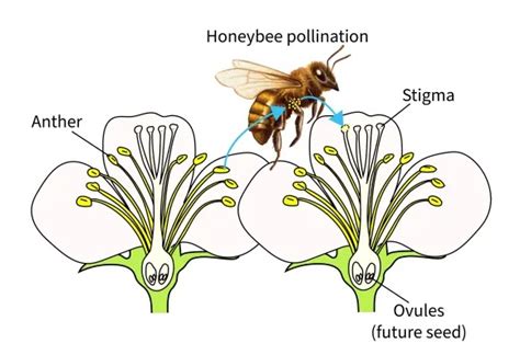 Buzzing Across America How Honey Bee Pollination Works