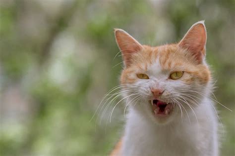 猫嗓子哑了是什么原因 健康科普 宠查查