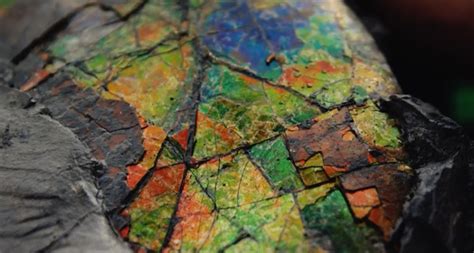 A Journey Through Time How Ammonite Fossils Capture Millions Of Years In Their Radiance INISKIM