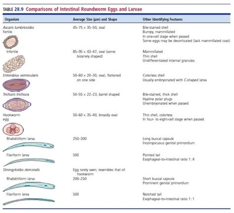 Comparison Of Roundworm Eggs And Larvae Diagram Quizlet