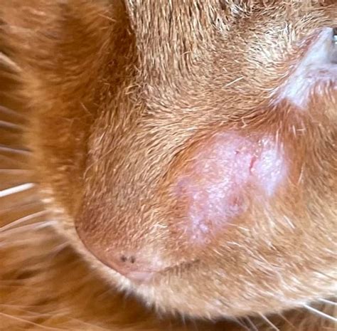 Bump On Cats Nose R Catcare