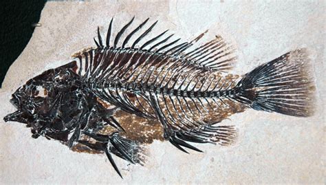 Living Fossils 99 Of All Organisms Found As Fossils Are Still Alive Today Evolution Is A Myth