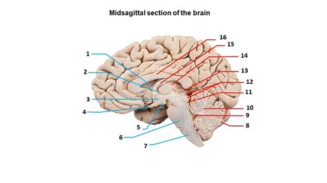 Brain Final Lab1 Diagram Quizlet