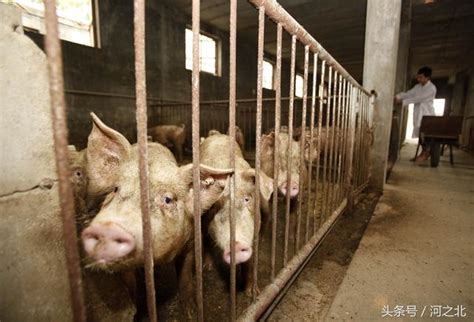豬肉價格跌至8年來最低 養殖戶一頭豬賠200多元 每日頭條
