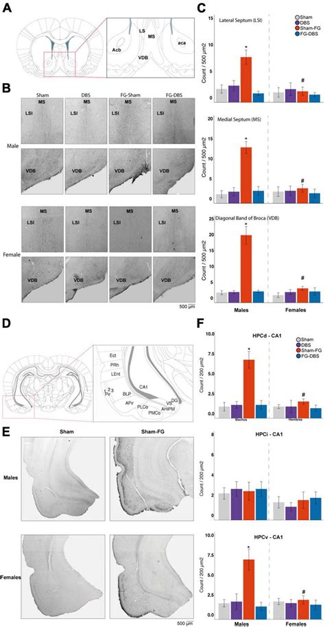 Sex Differences In C Fos Labeling In The Septal Area And The
