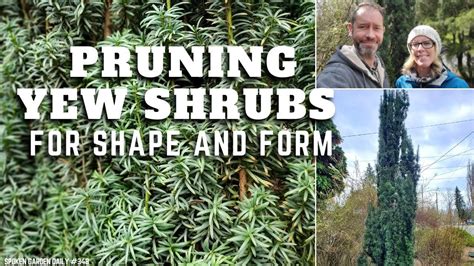 Yew Shrub Pruning