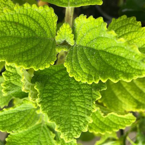 Bush Basil Native Basil Plectranthus Graveolens