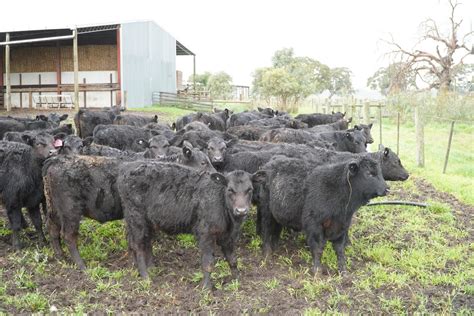 The Herd Online Wvlx Mortlake Store Cattle Sale