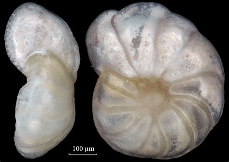 Cibicidoides Cicatricosus So286 Station 65 Off Territorial Waters Recent Holocene Quaternary