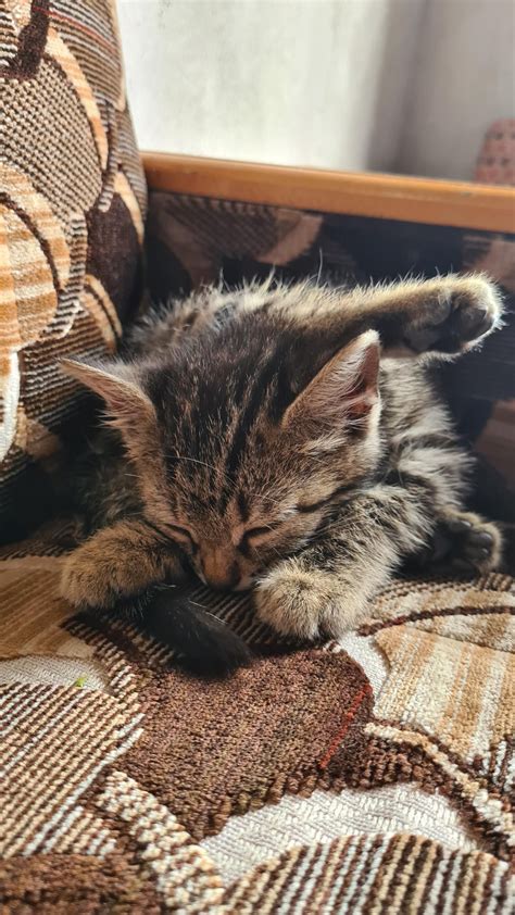 Looks Like I Have Another Cat R Illegallysmolcats