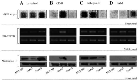 Validation Of Differential Gene Expression Upper Panel Intensity Of Download Scientific