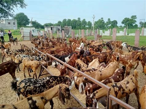 Brown Sirohi Goat Meat At Rs 220kg In Nagaur Id 2852501837033