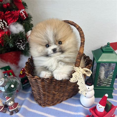 세이블포메라니안분양 파티포메분양 포메분양 포메라니안분양 파티포메라니안분양 세이블포메분양 강아지분양 강아지무료분양 대구강아지분양 부산강아지분양 진주강아지분양 창원강아지분양