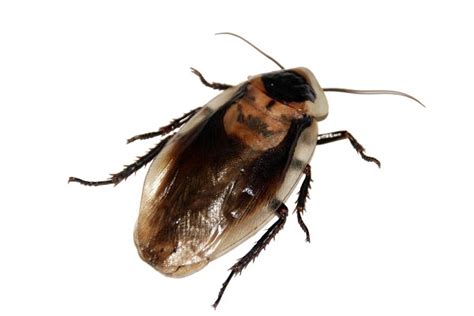 Cockroach Prep Best Pest Control For Columbia Mo