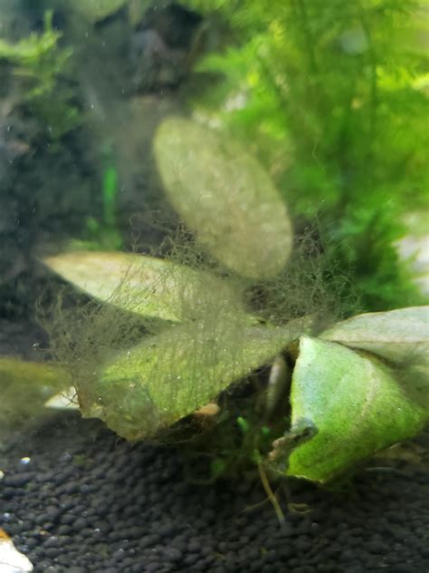 Freshwater Algae Identification Help R Aquariums