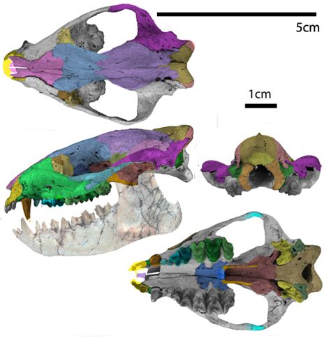 Ectocion Cedrus Bemalambda Alcidedorbignya Metacheiromys Ectoconus