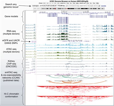 Integrative Genome Browser