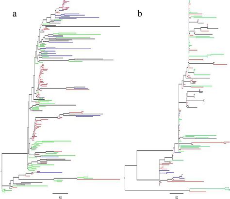 Maximum Likelihood Phylogenetic Tree Constructed With The Pan Genome