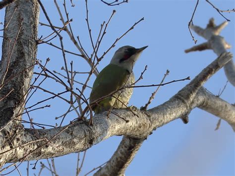 たなっちの鳥らぶ散歩 アオゲラ