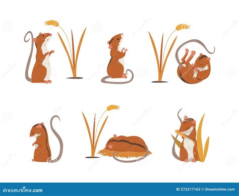 Field Mouse As Small Rodent With Long Tail And Dorsal Black Stripe