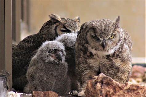 These Owl Chicks Have Two Moms And A Dada First National Geographic