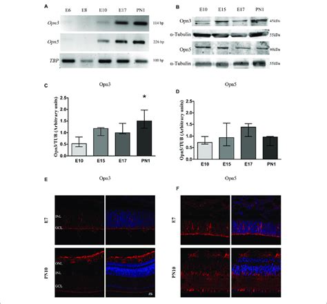 Temporal Profiles Of Opn3 And Opn5 Expression In The Developing Download Scientific Diagram