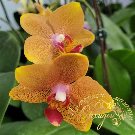 Phal Lovely Cutie купить