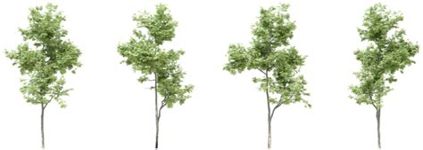 Tree Transparent Background Images Browse 154 150 Stock Photos