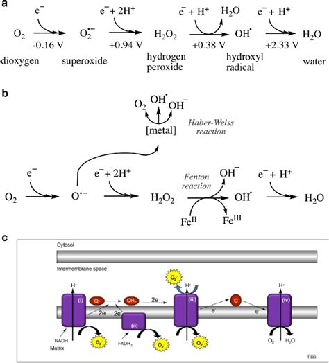 Ros Species Their Generation And The Sources Of Superoxide Formation
