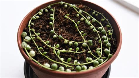 How To Propagate String Of Pearls In 3 Easy Steps