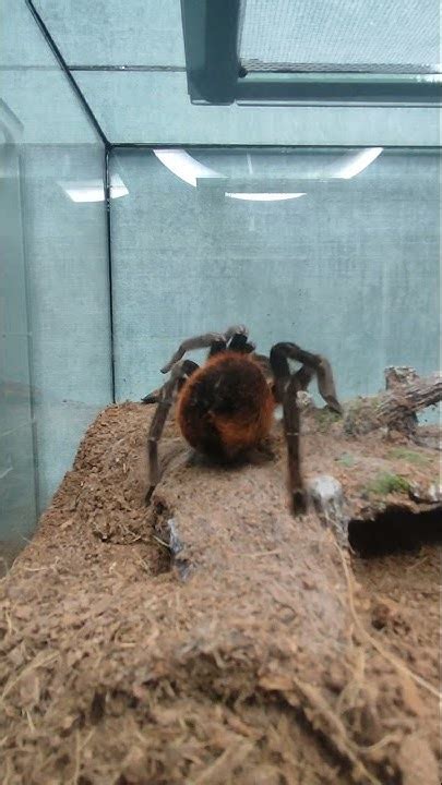 Shorts Tarantula Vs Madagascar Cockroach Youtube