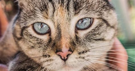 Einstein And Nala Playful Kitties Album On Imgur
