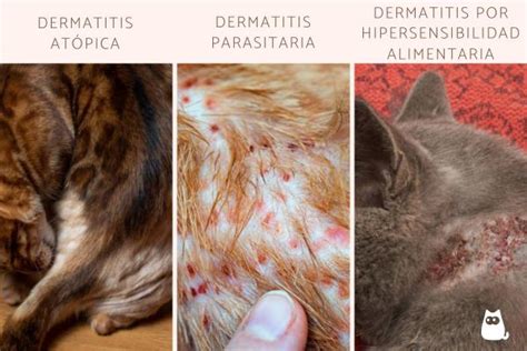 Dermatitis En Gatos Fotos Síntomas Y Tratamiento