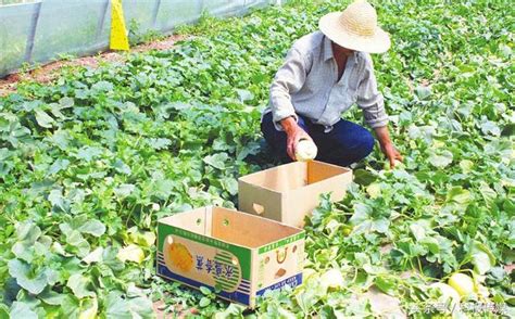 山西原平种出新品种香瓜 村民共同踏上致富路