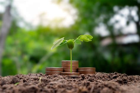 동전 더미에 심어진 묘목은 나무에 범람하는 하얀 빛입니다 돈과 경제 성장을 절약하는 사업 아이디어 진화에 대한 스톡 사진 및 기타 이미지 Istock