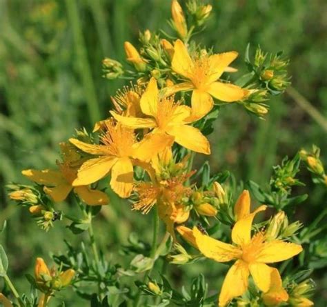 Hypericum Perforatum