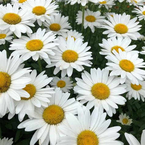 Alaska Shasta Daisy Flower Seeds Garden And Glimmer