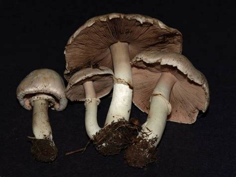 Lawn Agaricus Fungus Federation Of Santa Cruz