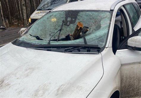 Острое бревно пронзило машину как в «Пункте назначения