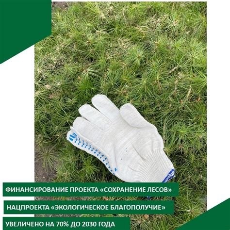 Финансирование нового федерального проекта «Сохранение лесов нацпроекта «Экологическое