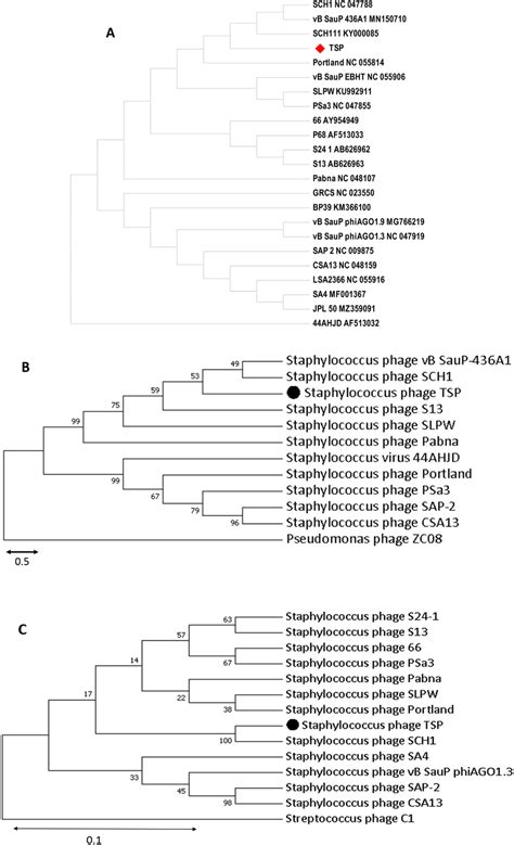 A Comparative Genomic Analysis Of S Aureus Phages Whole Genome