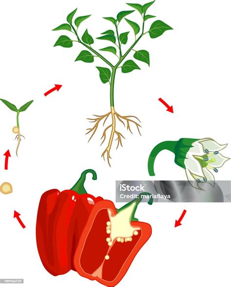 고추 식물의 수명 주기 흰색 배경에 고립 된 잘 익은 붉은 고추와 꽃과 열매 식물에 씨앗에서 성장 단계 0명에 대한 스톡 벡터 아트 및 기타 이미지 Istock