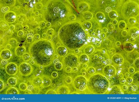 Freshwater Algae Spirogyra Release Oxygen Into The Air Oxygen