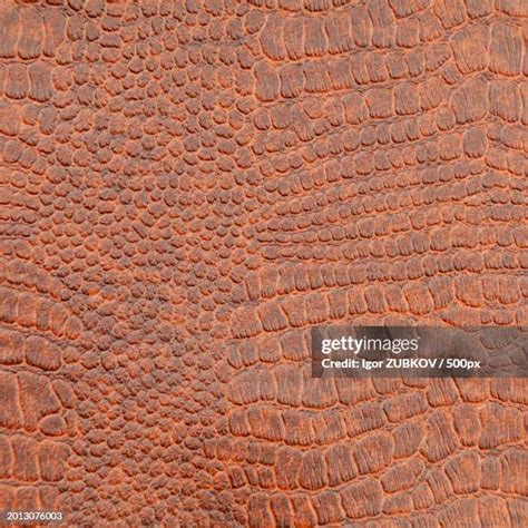 Python Repeat Photos And Premium High Res Pictures Getty Images