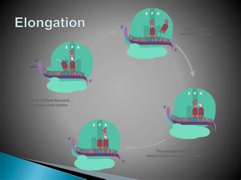 RNA STRUCTURE AND FUNCTIONS PPTX