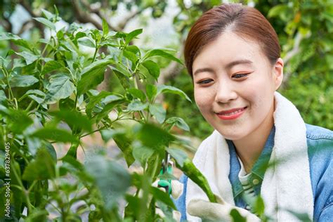 Fotografia Do Stock 한국 전원생활 농촌 농부 농장에서 농작물 고추를 수확하고 있는 젊은여자 모습 Adobe Stock